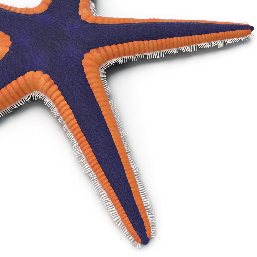 3dsmax Royal Starfish Astropecten Articulatus