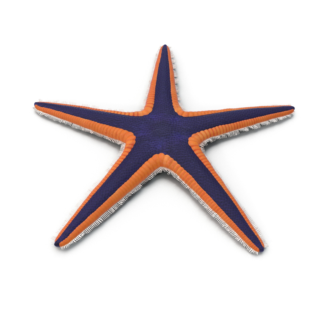 3dsmax Royal Starfish Astropecten Articulatus