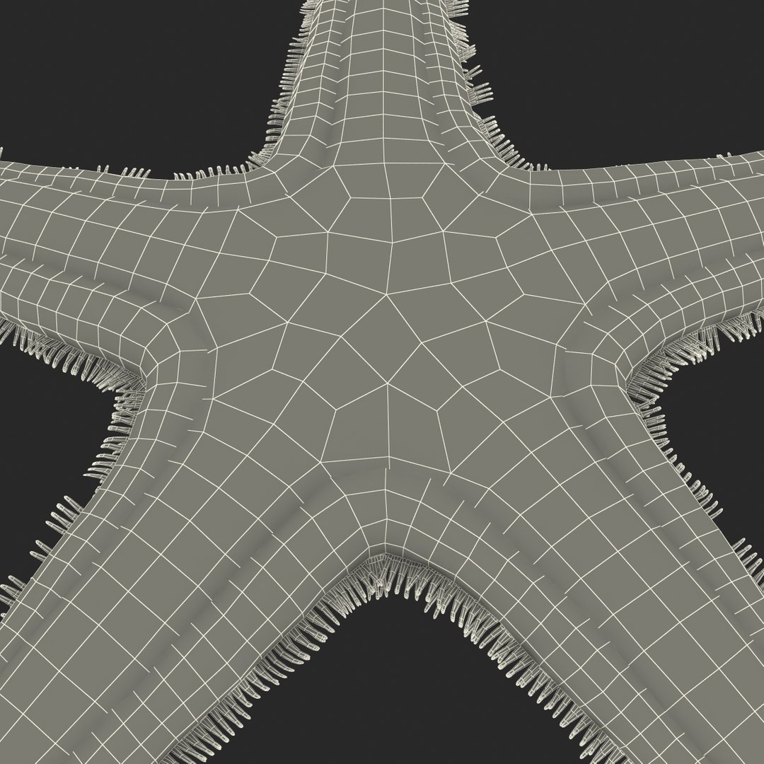3dsmax Royal Starfish Astropecten Articulatus