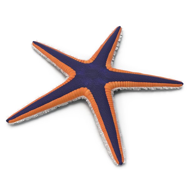 3dsmax royal starfish astropecten articulatus