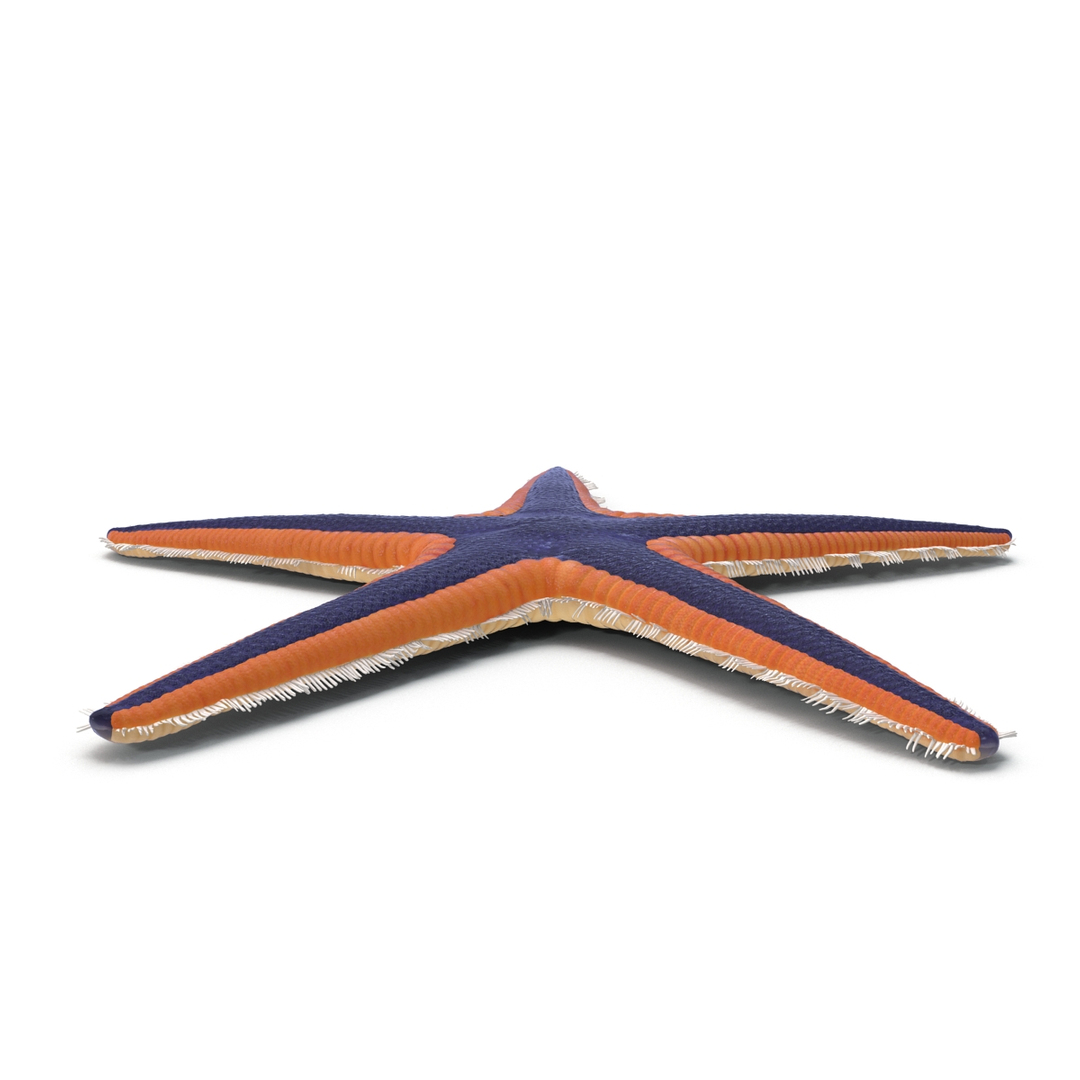 3dsmax royal starfish astropecten articulatus