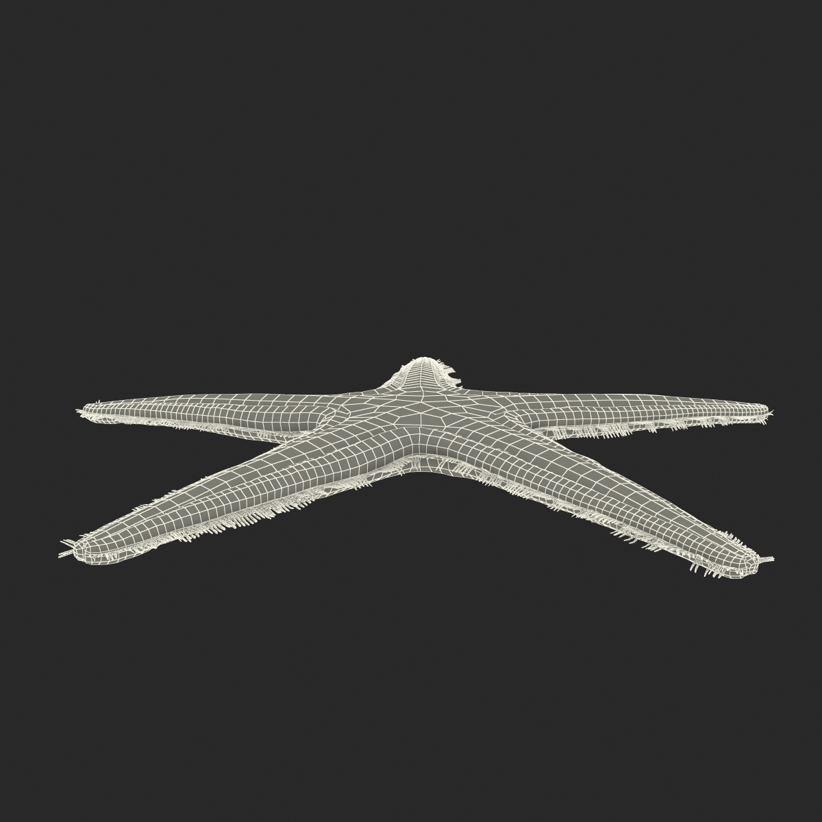 3dsmax royal starfish astropecten articulatus