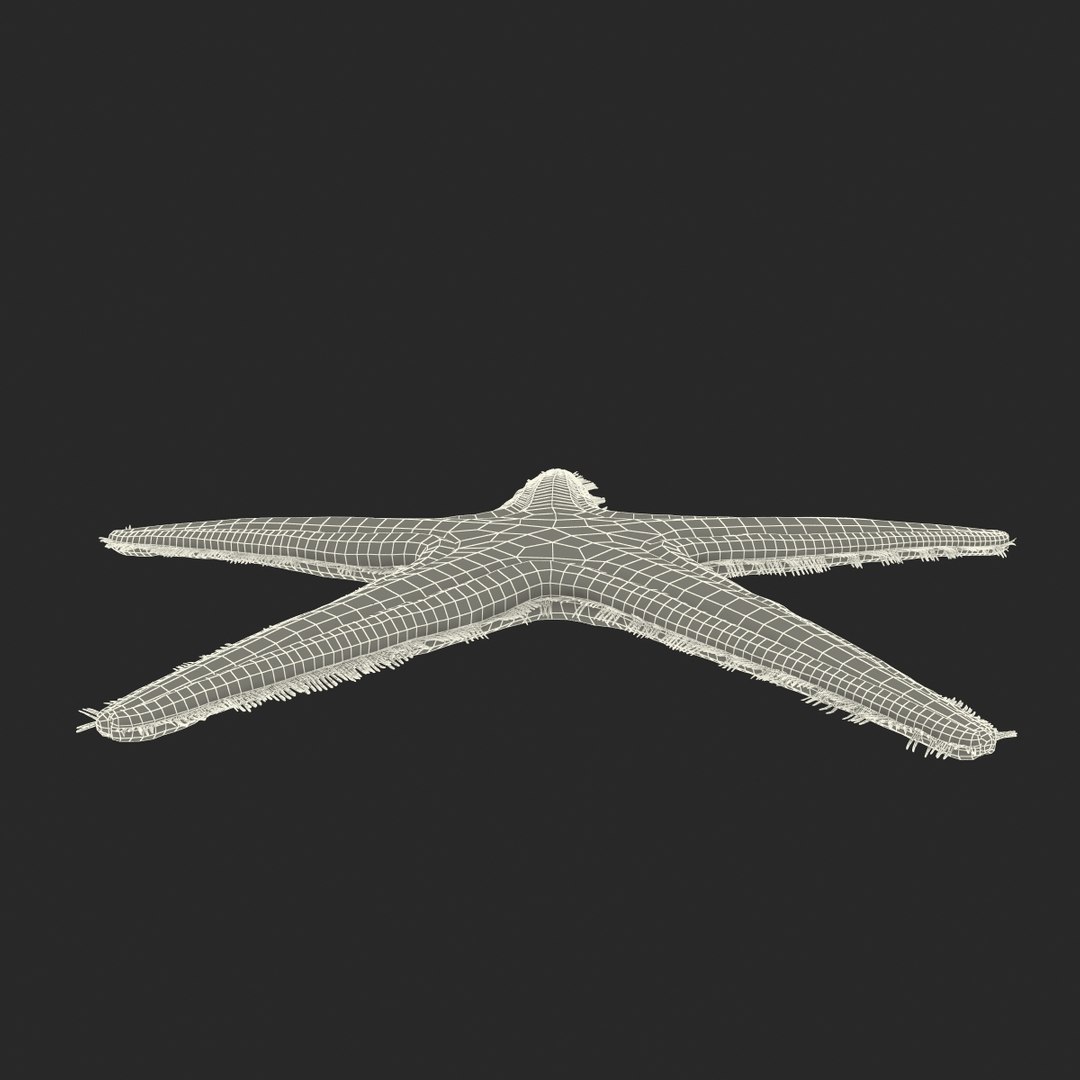 3dsmax Royal Starfish Astropecten Articulatus