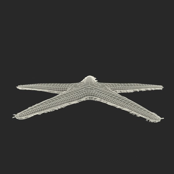 3dsmax royal starfish astropecten articulatus