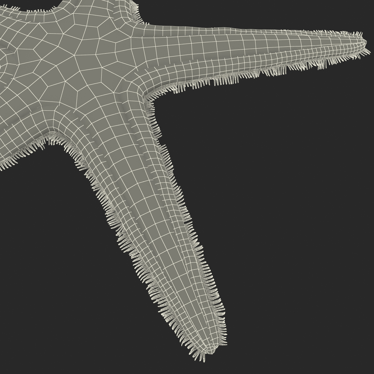 3dsmax royal starfish astropecten articulatus