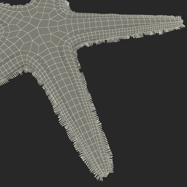 3dsmax royal starfish astropecten articulatus