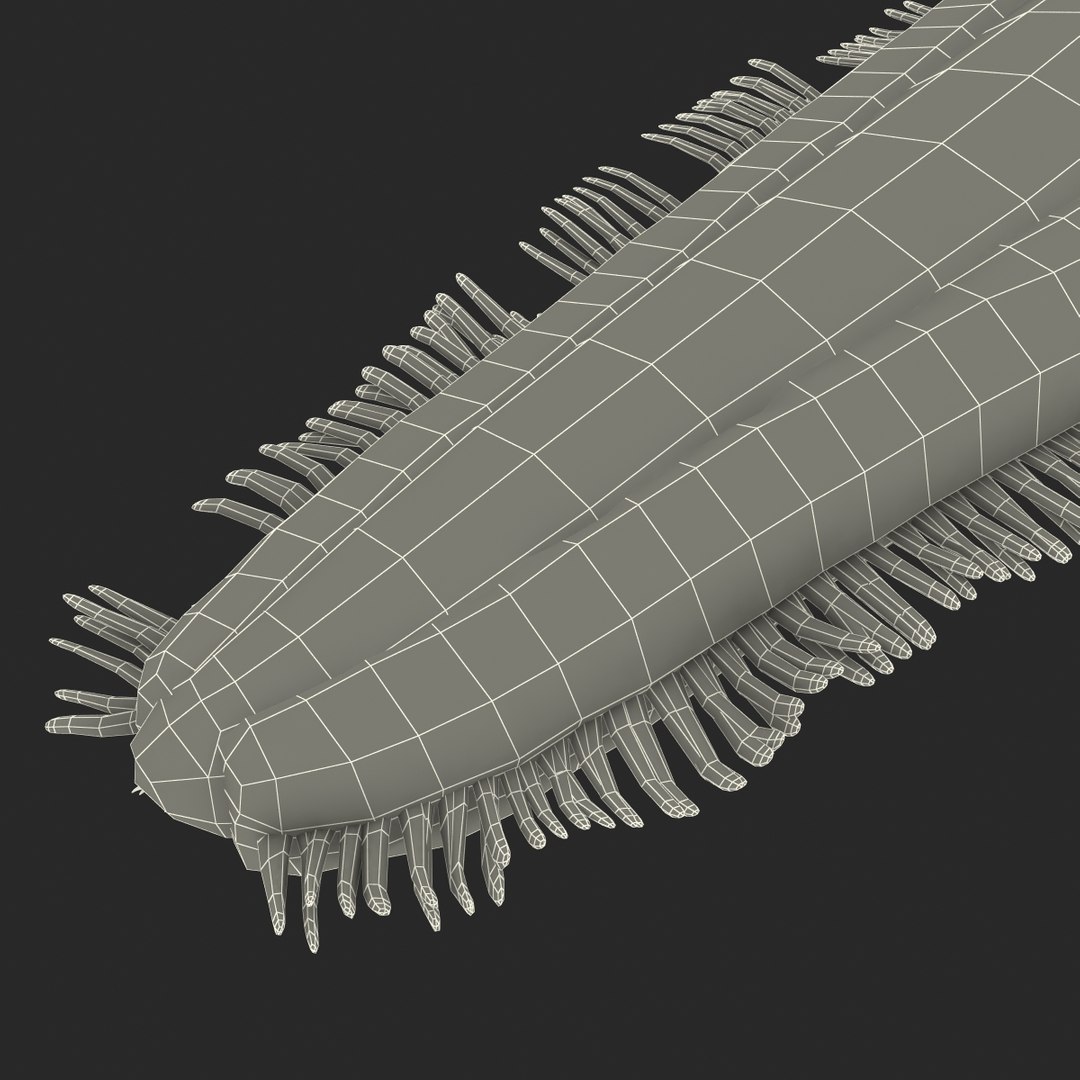 3dsmax Royal Starfish Astropecten Articulatus