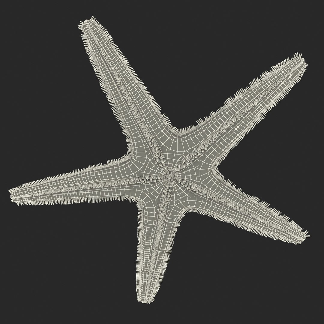 3dsmax Royal Starfish Astropecten Articulatus