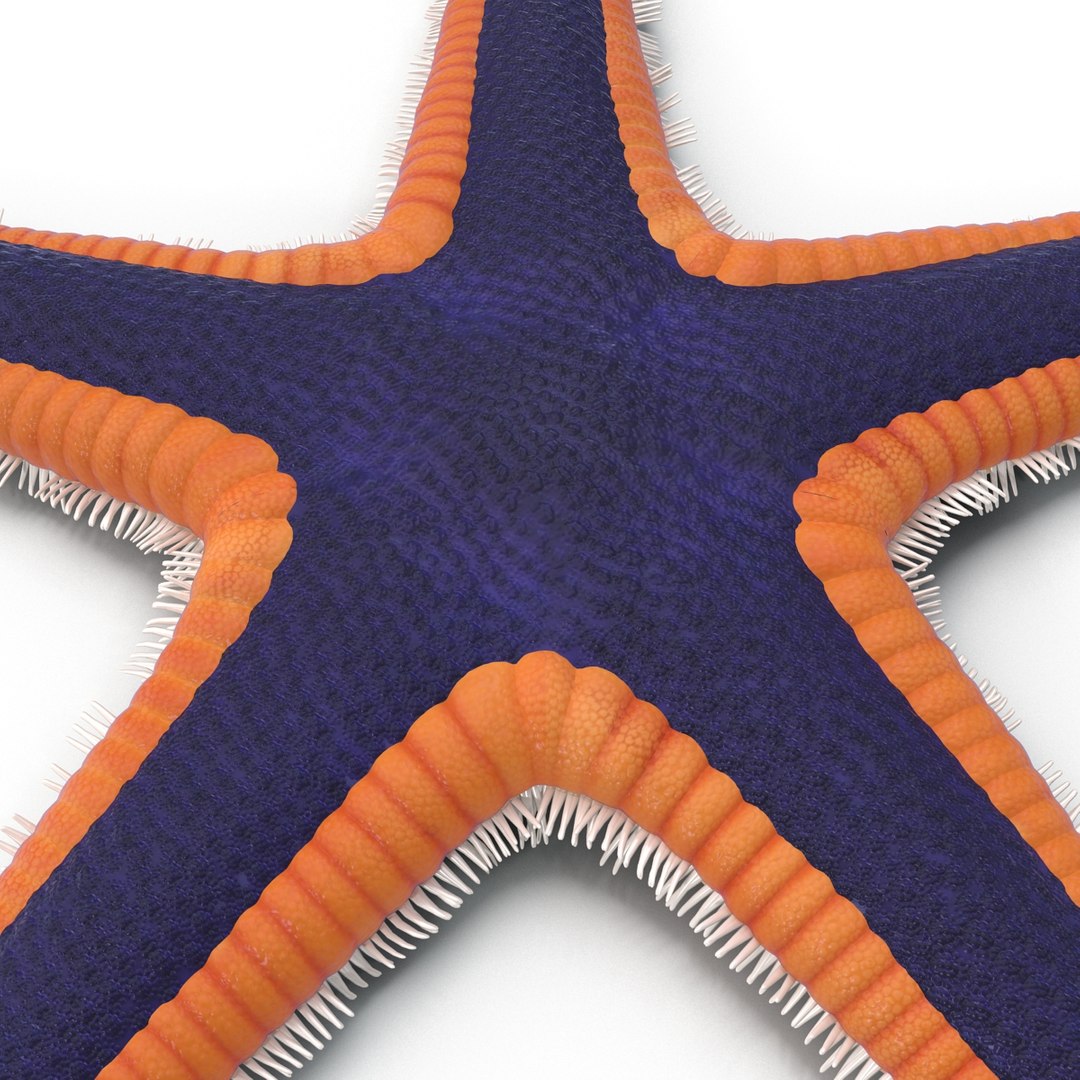 3dsmax Royal Starfish Astropecten Articulatus