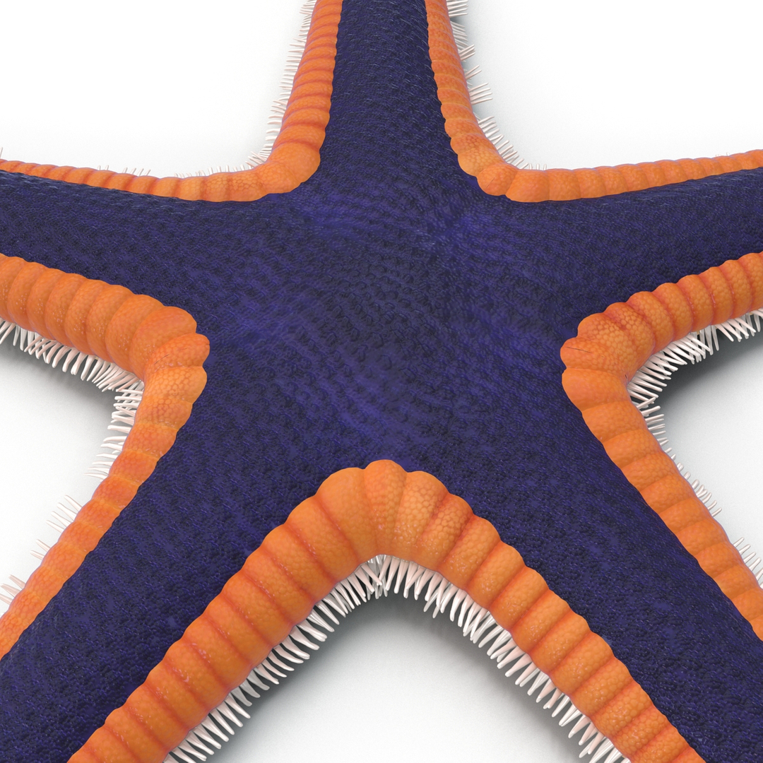 3dsmax royal starfish astropecten articulatus
