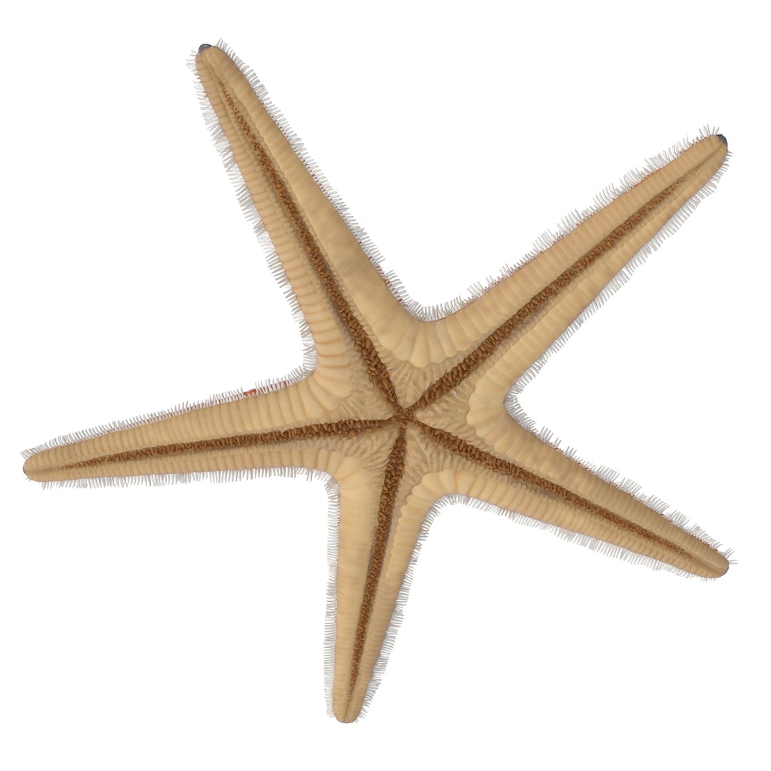 3dsmax Royal Starfish Astropecten Articulatus