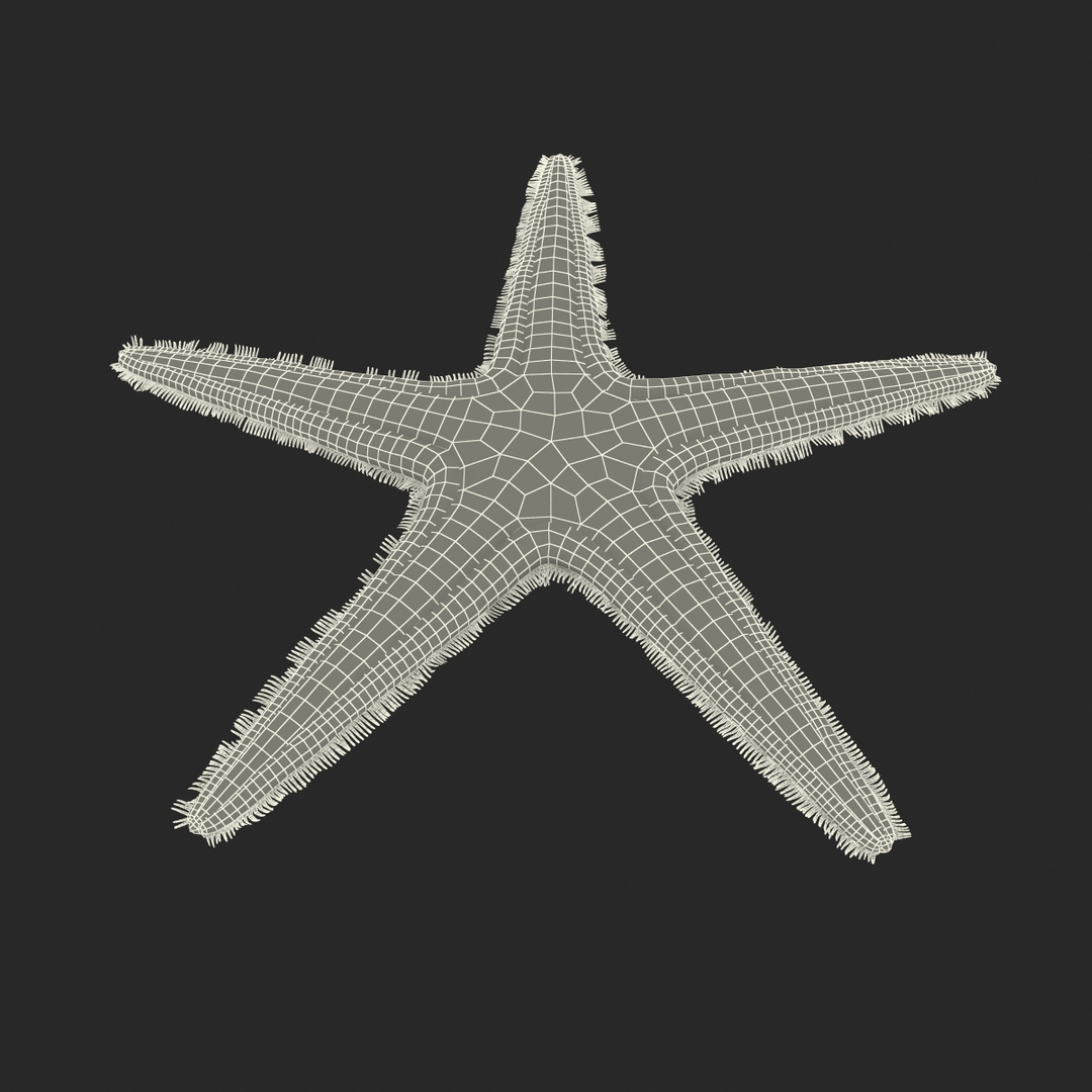 3dsmax Royal Starfish Astropecten Articulatus