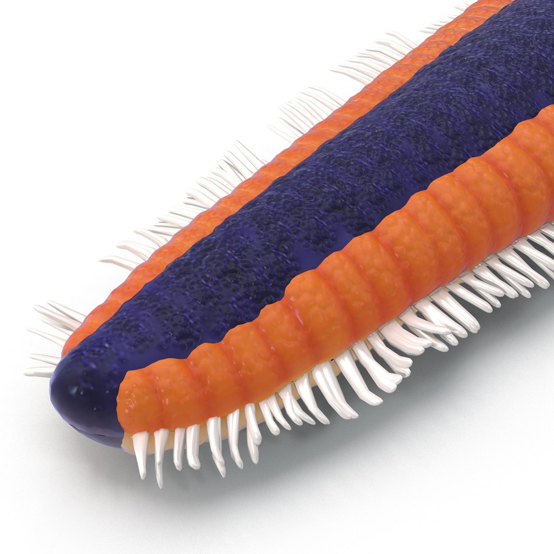 3dsmax Royal Starfish Astropecten Articulatus