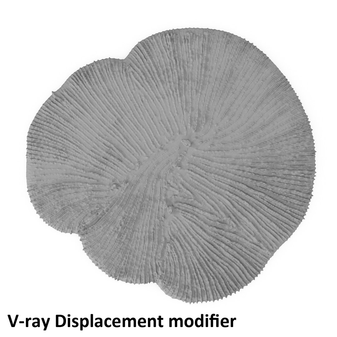 3d Model Diaseris Fragilis