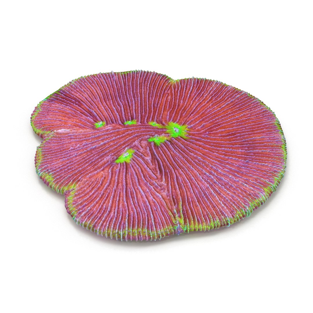 3d Model Diaseris Fragilis