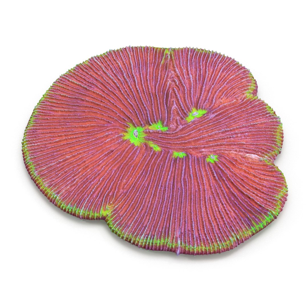 3d Model Diaseris Fragilis