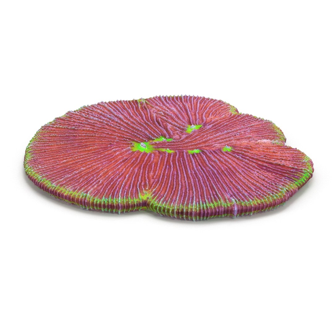 3d Model Diaseris Fragilis