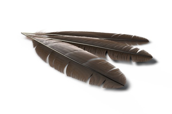 3D Feather Models | TurboSquid