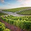 realistic vineyards max