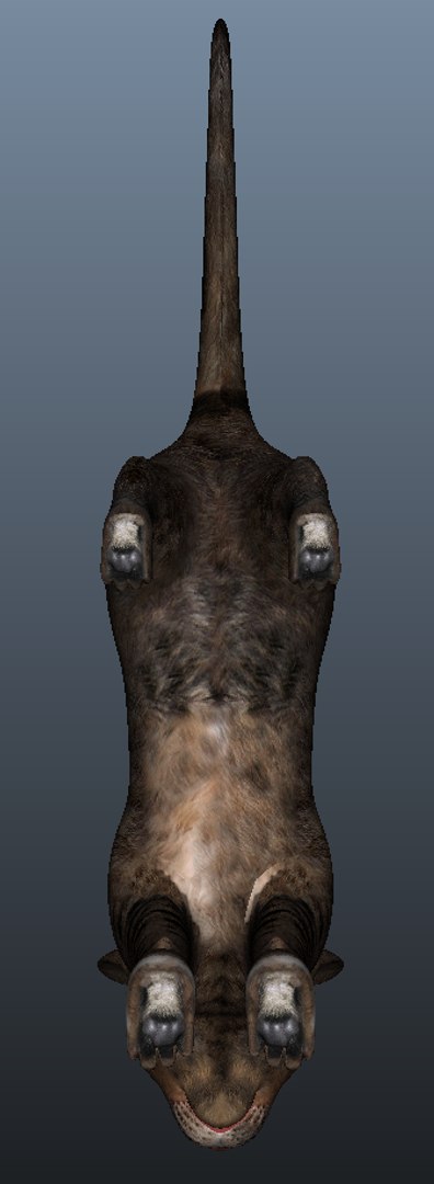 Kitten Model - TurboSquid 1391699