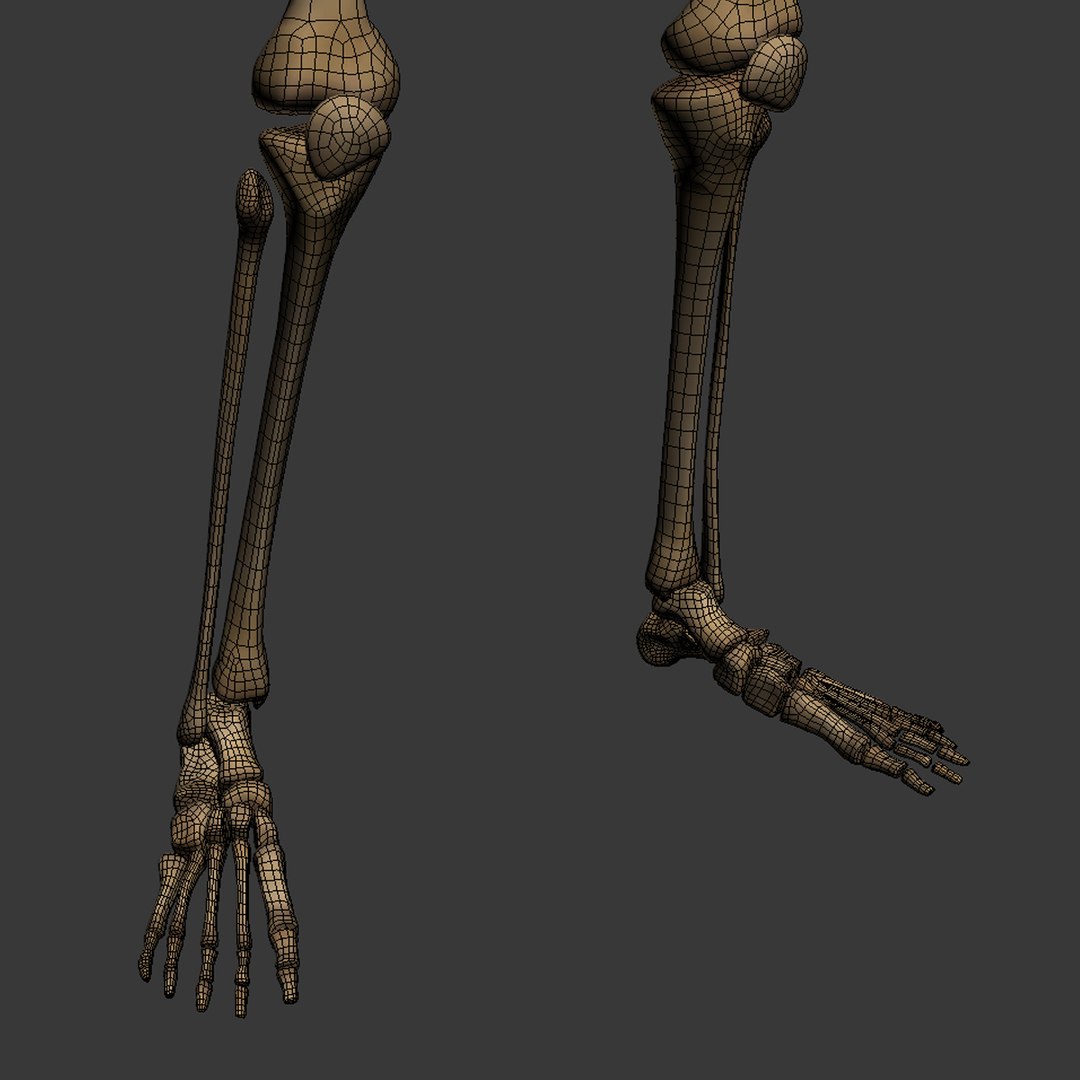 dugm01 human skeleton 3d 3ds