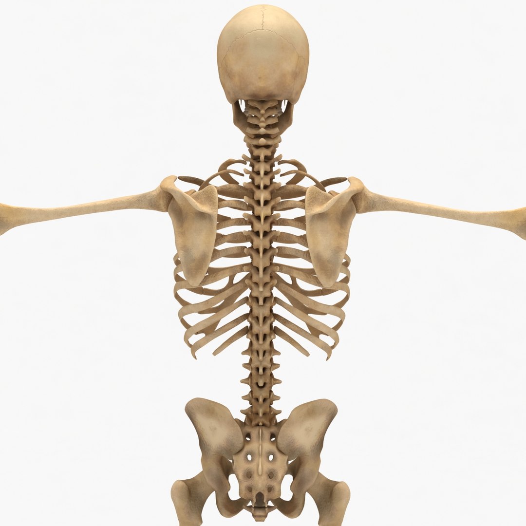 dugm01 human skeleton 3d 3ds
