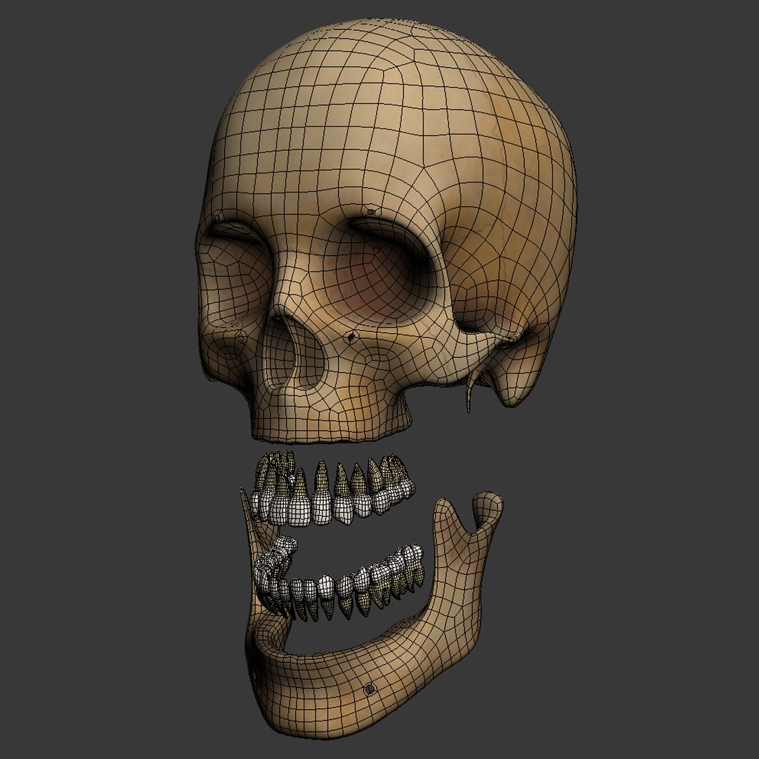 dugm01 human skeleton 3d 3ds