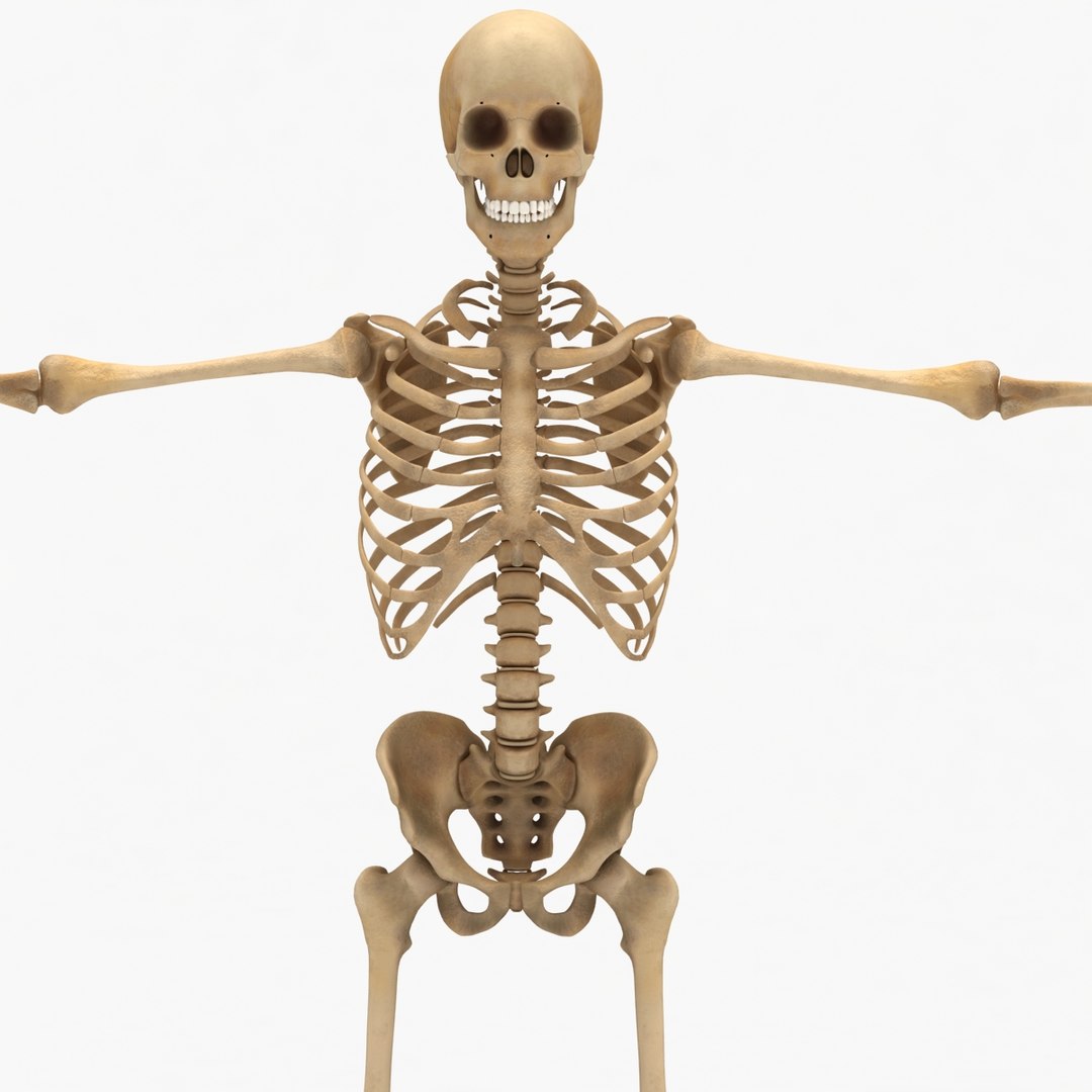 dugm01 human skeleton 3d 3ds