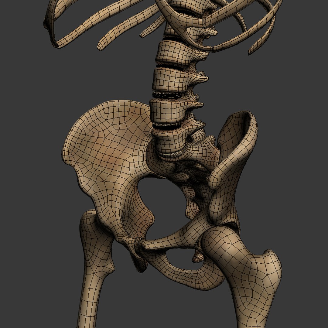 dugm01 human skeleton 3d 3ds
