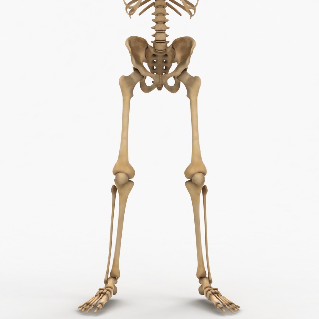 dugm01 human skeleton 3d 3ds