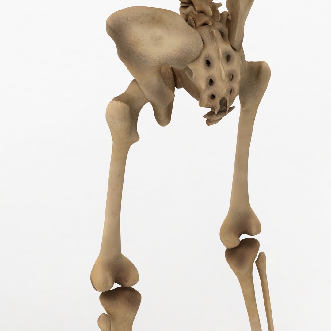 dugm01 human skeleton 3d 3ds