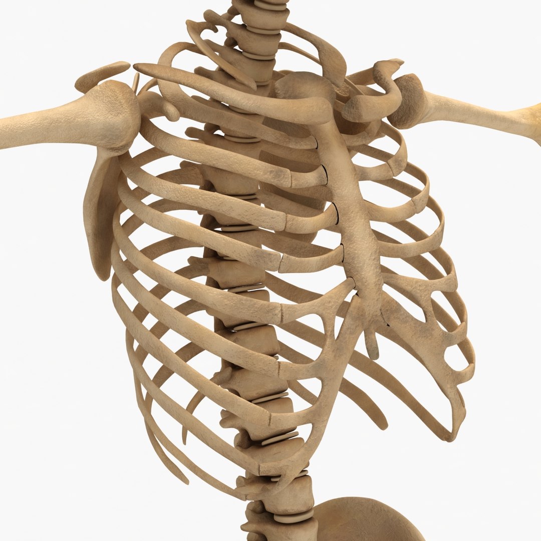 dugm01 human skeleton 3d 3ds
