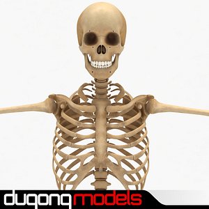 Dugm01 Human Muscular Skeleton 3d Model