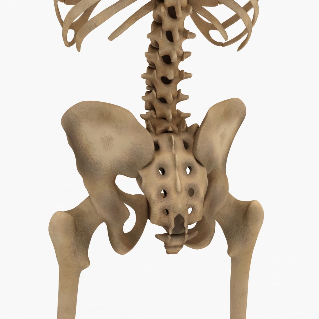 dugm01 human skeleton 3d 3ds