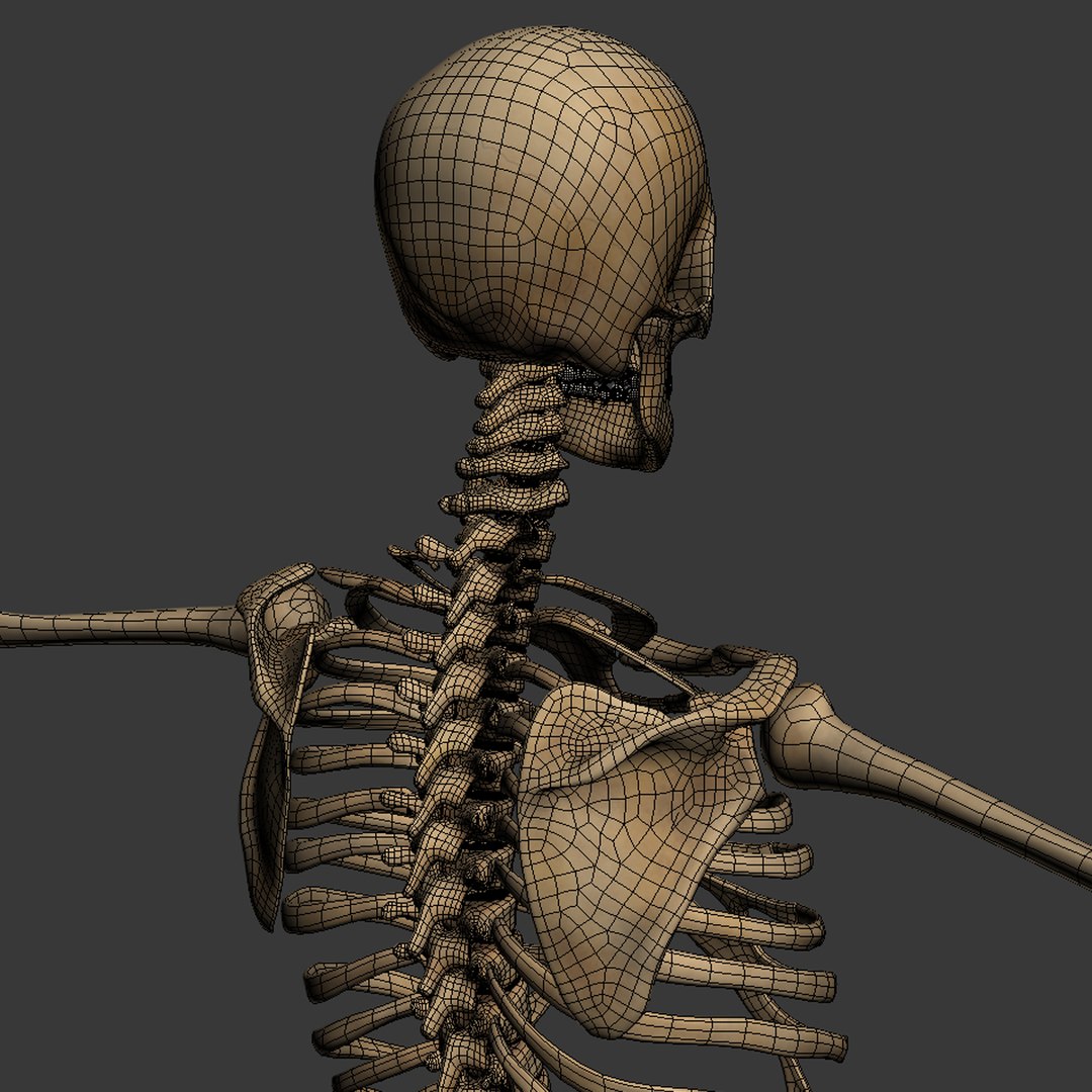 dugm01 human skeleton 3d 3ds