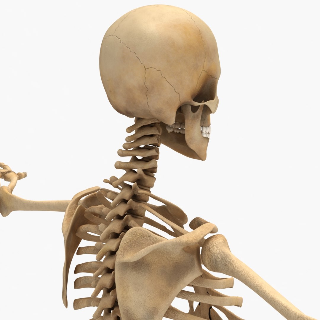 dugm01 human skeleton 3d 3ds