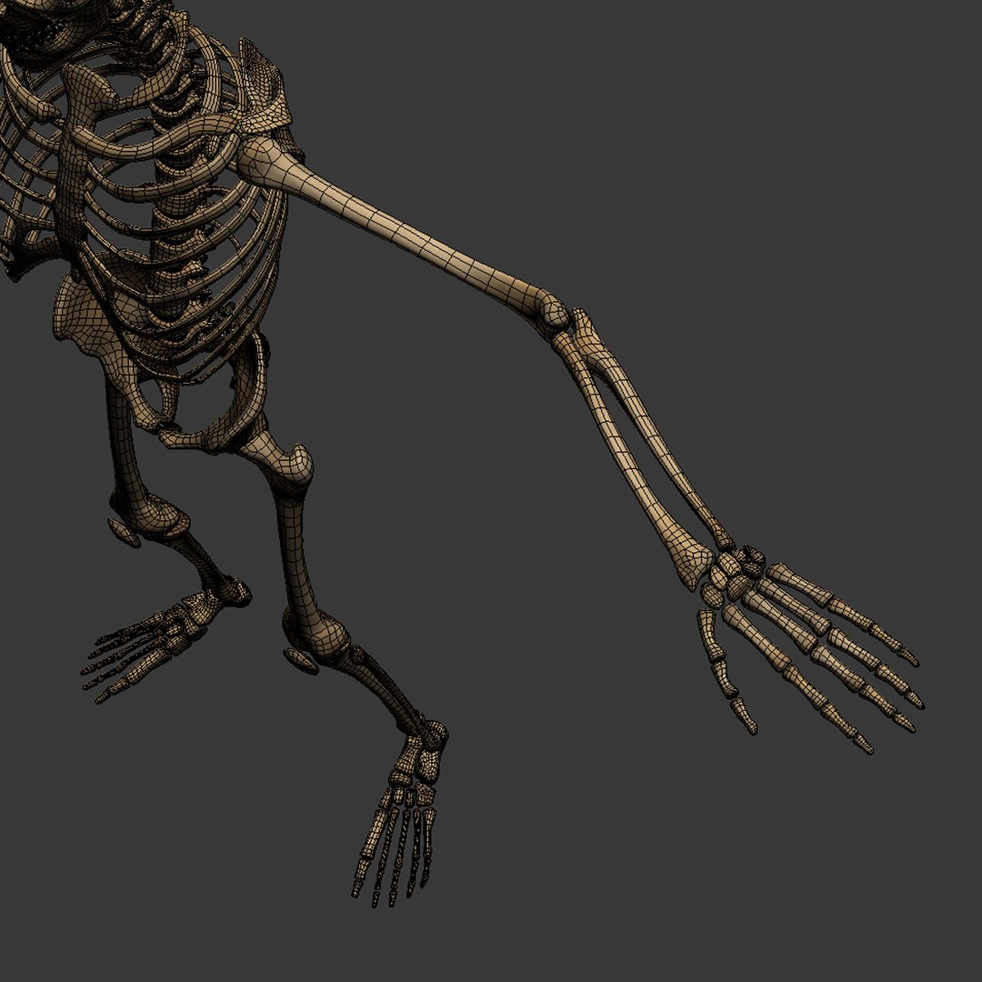 dugm01 human skeleton 3d 3ds
