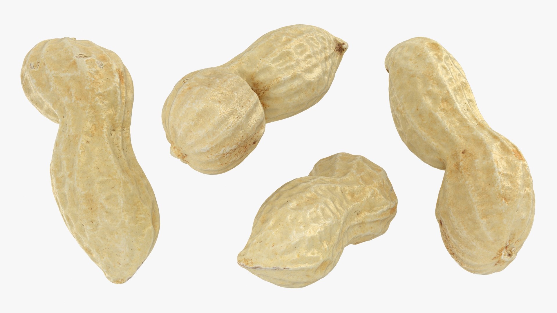 3D Model Peanut Shell Collection - TurboSquid 1960843