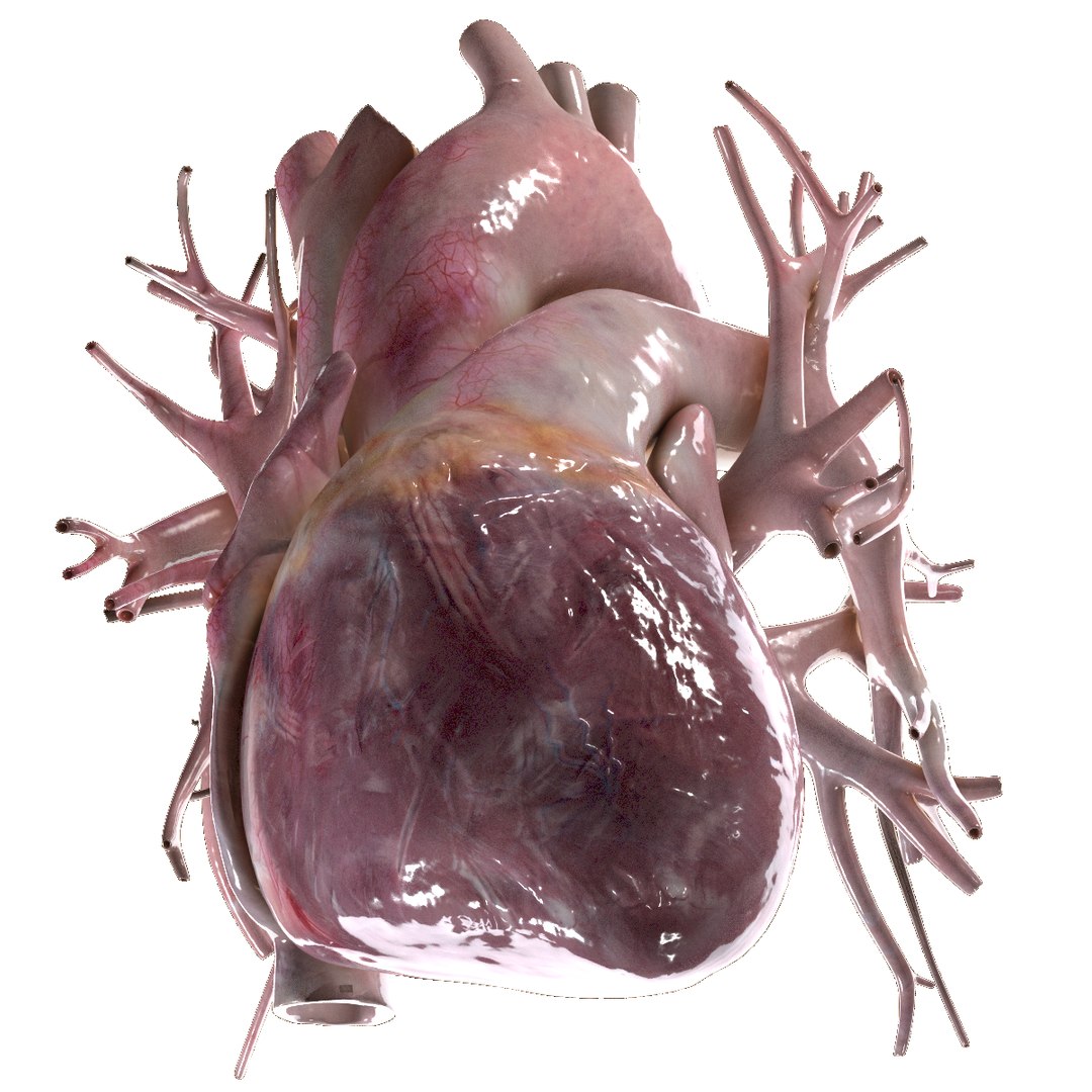 3d Model Human Heart Beating