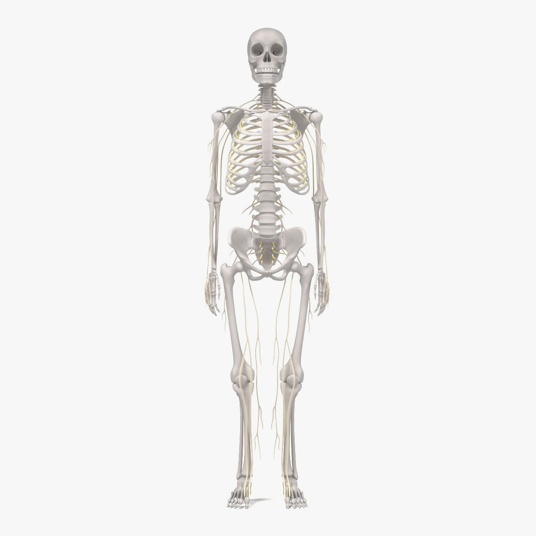 3d Nervous Skeleton Model