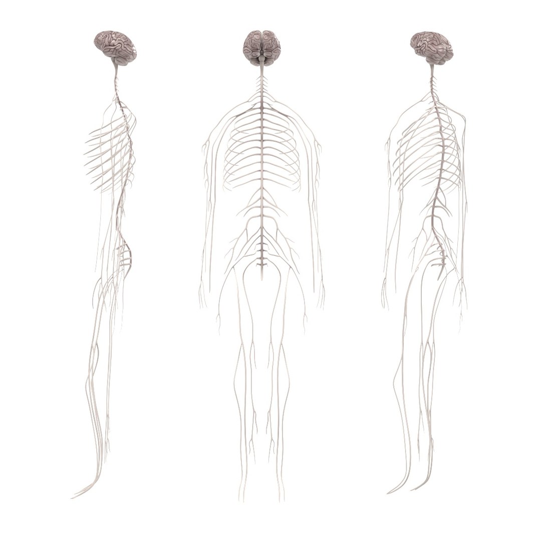 3d Nervous Skeleton Model