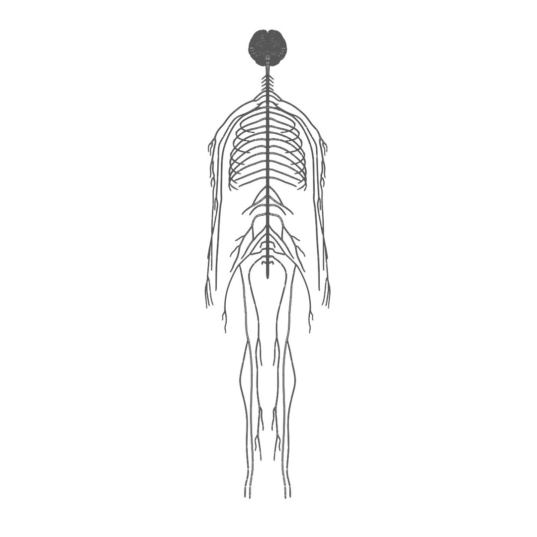 3d Nervous Skeleton Model