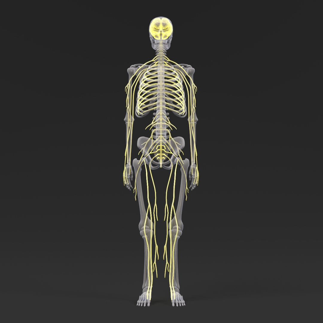 3d Nervous Skeleton Model