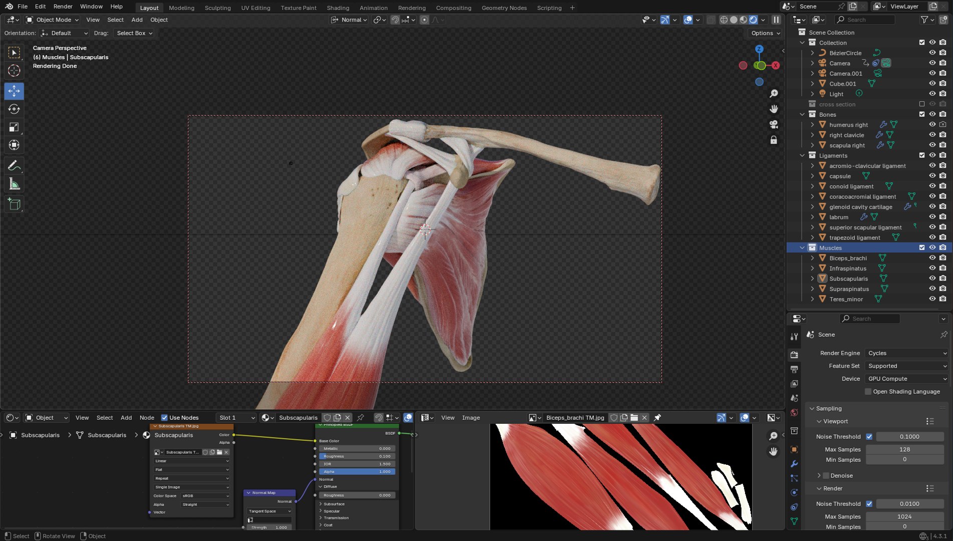 Shoulder Anatomy Rotator Cuff 3D - TurboSquid 2357000