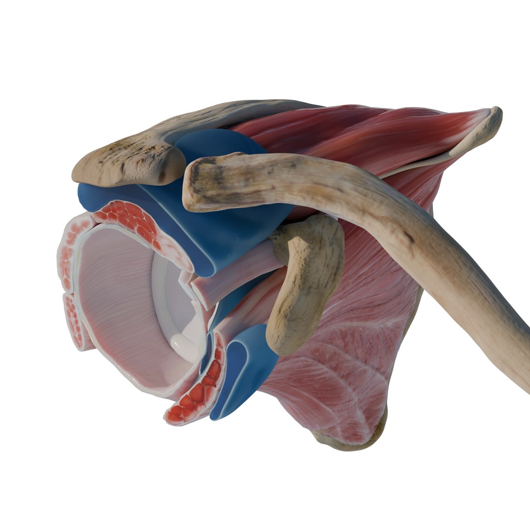 Shoulder Anatomy Rotator Cuff 3D - TurboSquid 2357000