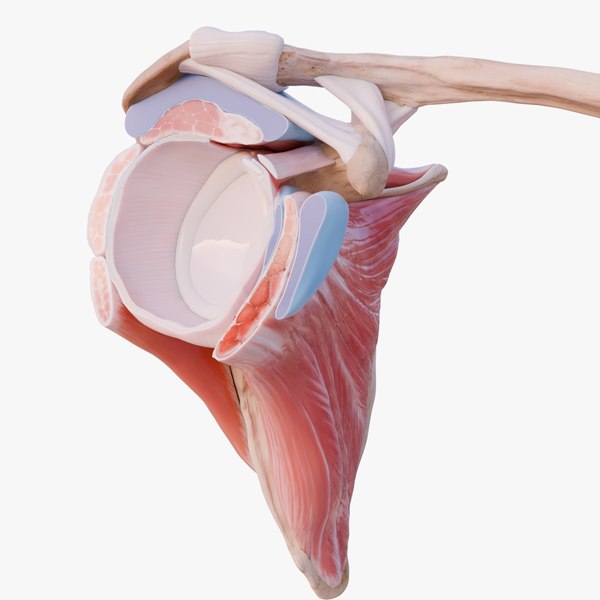 modelo 3d Anatomía del hombro Manguito rotador - TurboSquid 2357000