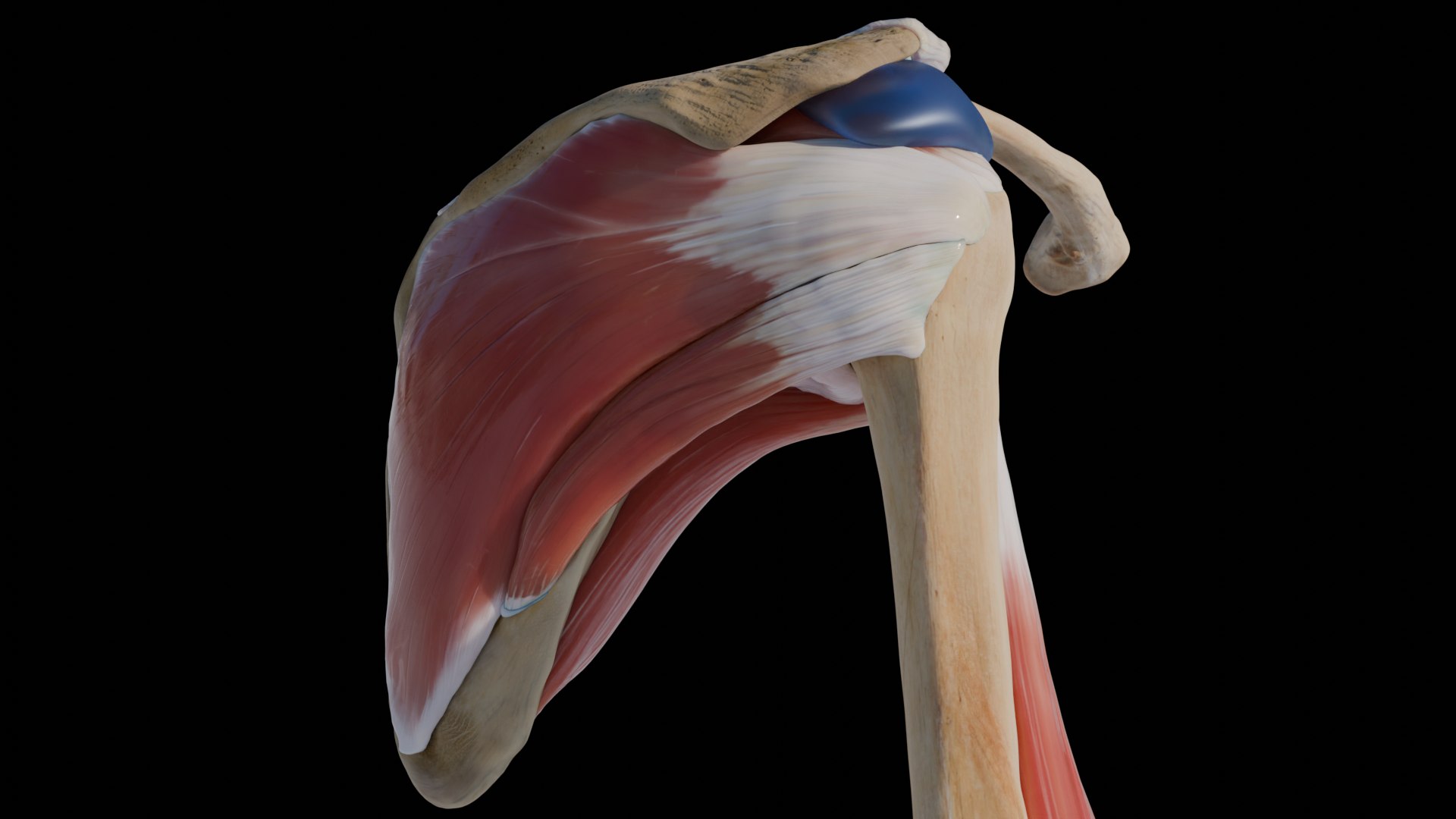 Shoulder Anatomy Rotator Cuff 3D - TurboSquid 2357000