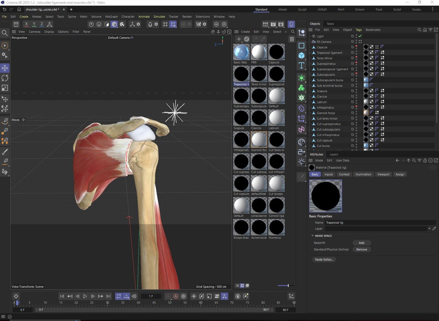Shoulder Anatomy Rotator Cuff 3D - TurboSquid 2357000