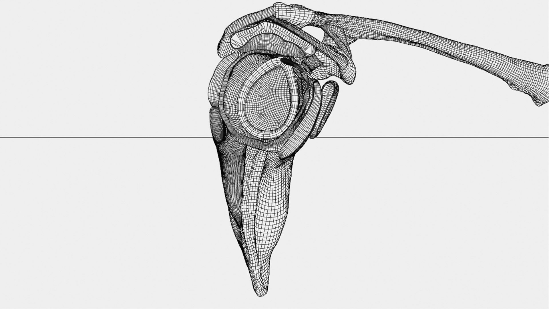 Shoulder Anatomy Rotator Cuff 3D - TurboSquid 2357000