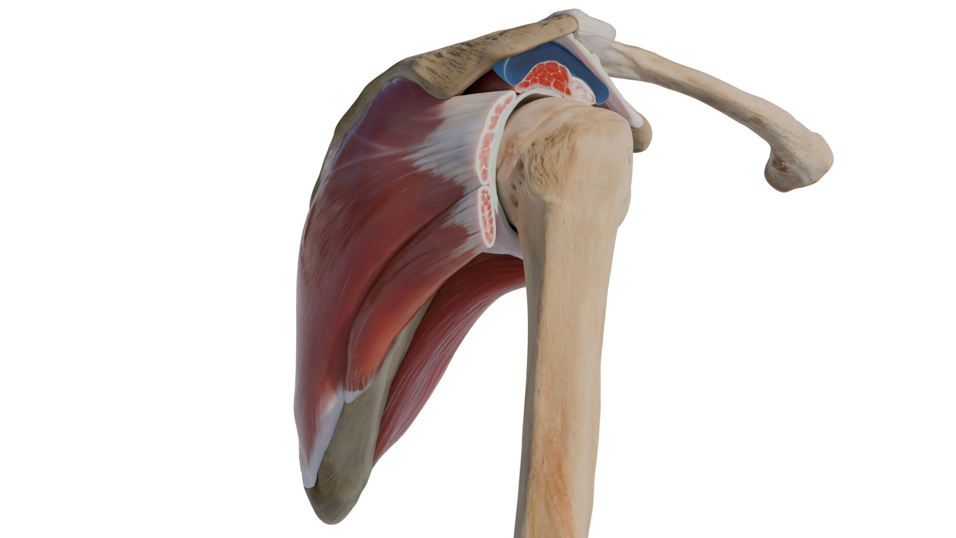 Shoulder Anatomy Rotator Cuff 3D - TurboSquid 2357000